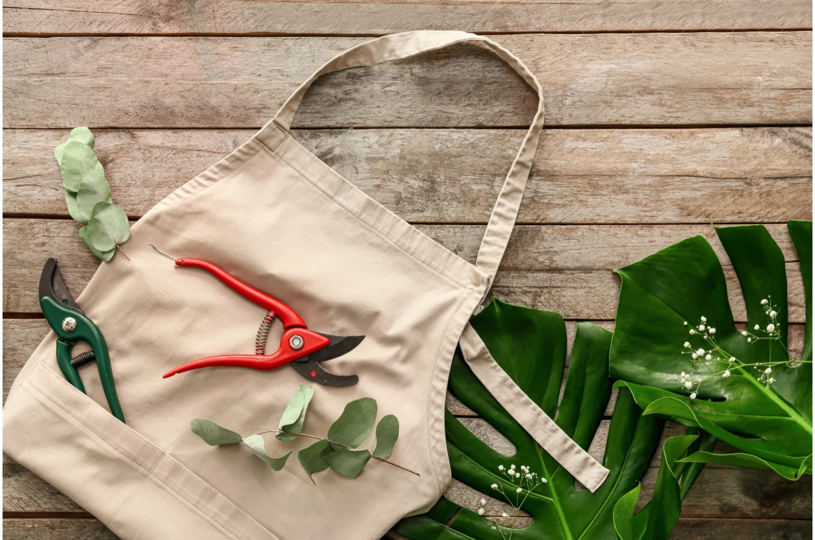 How To Fix Leggy Houseplants And Make Them Bushier