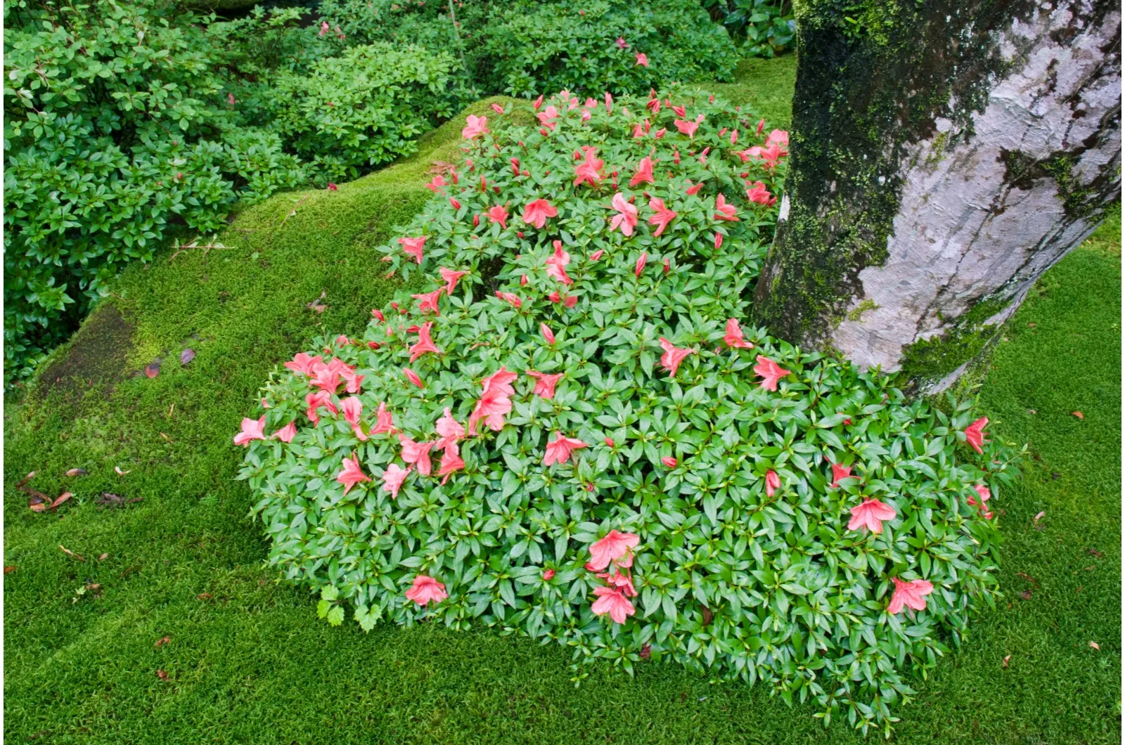 6 Tips To Help You Plant A Spring Garden