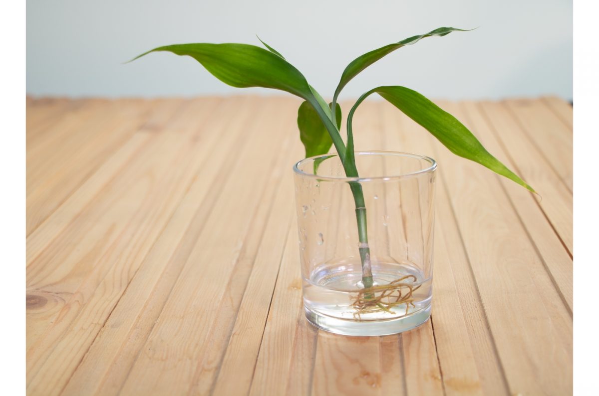 25 Best Plants You Can Propagate And Grow In Water Vases