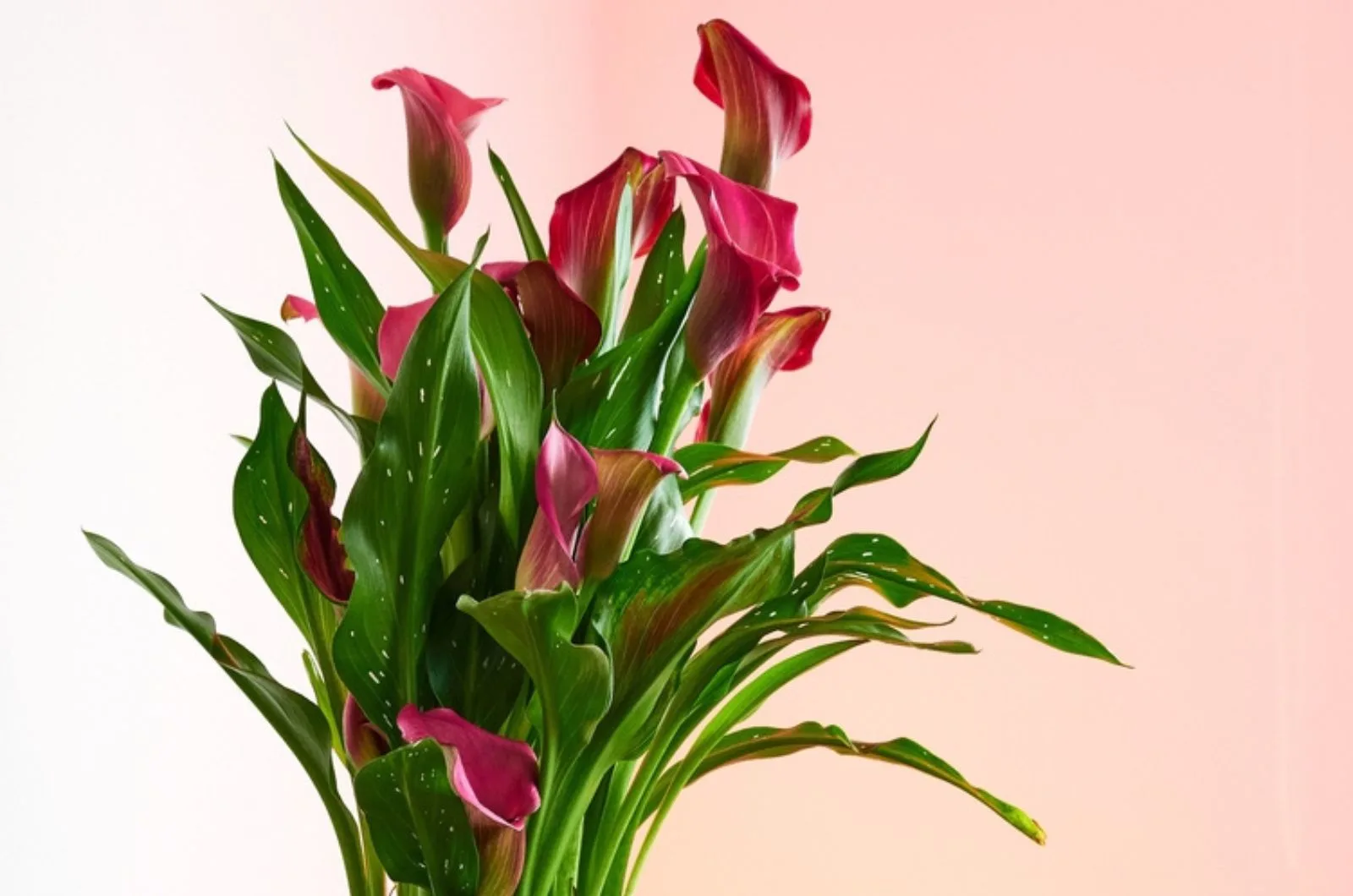 How Long Do Potted Calla Lily Flowers Last + Care Tips