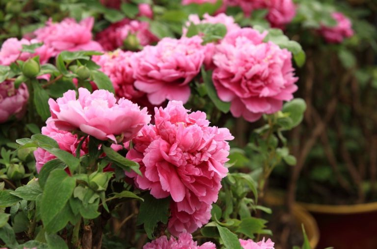 Here’s How To Force Peonies To Open And Bloom Quickly