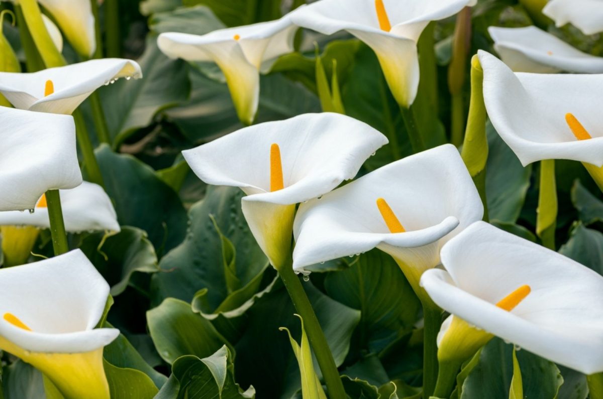 How Long Do Potted Calla Lily Flowers Last + Care Tips