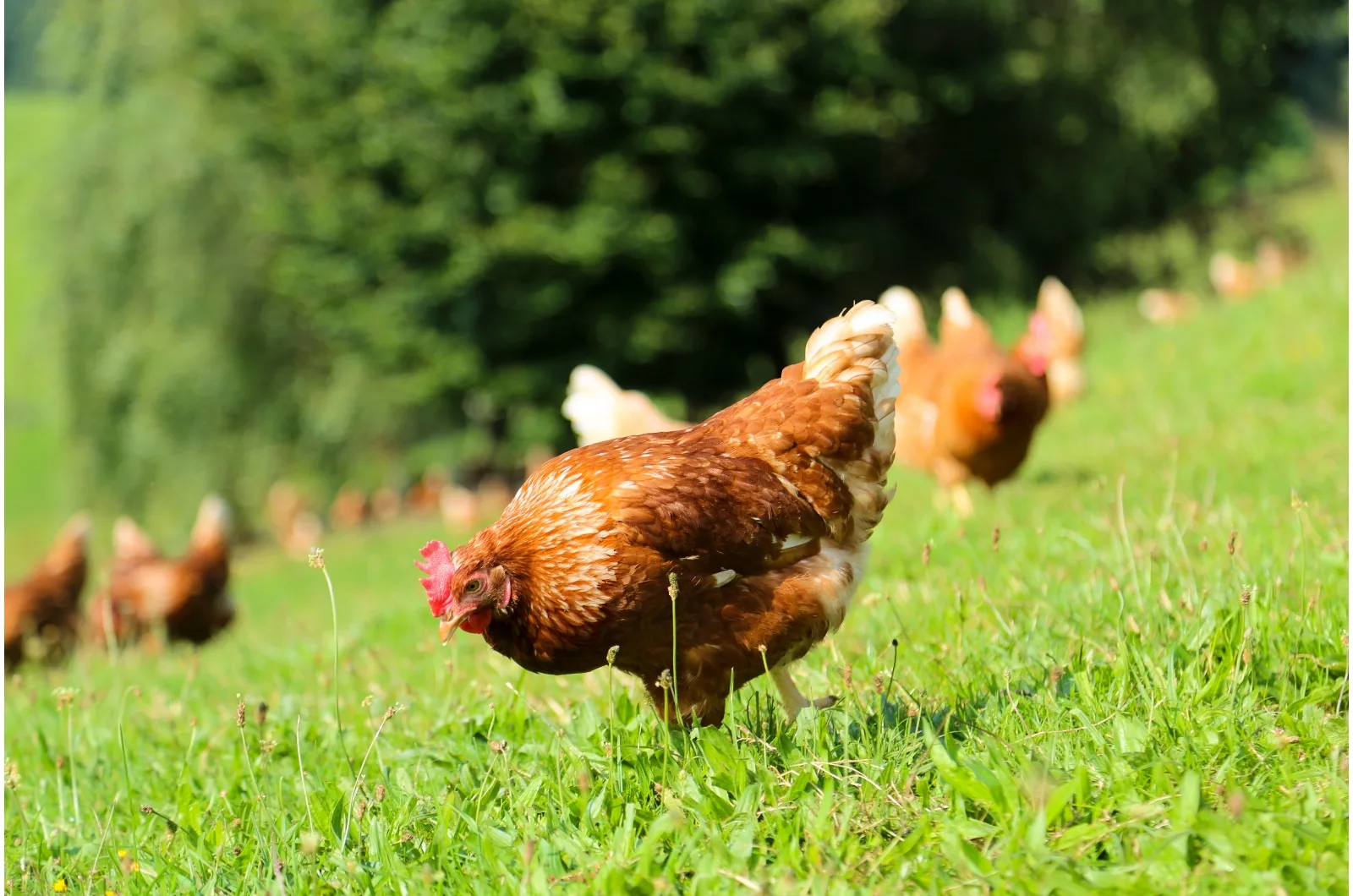 10 Plants For Chicken Food You Need To Start Growing