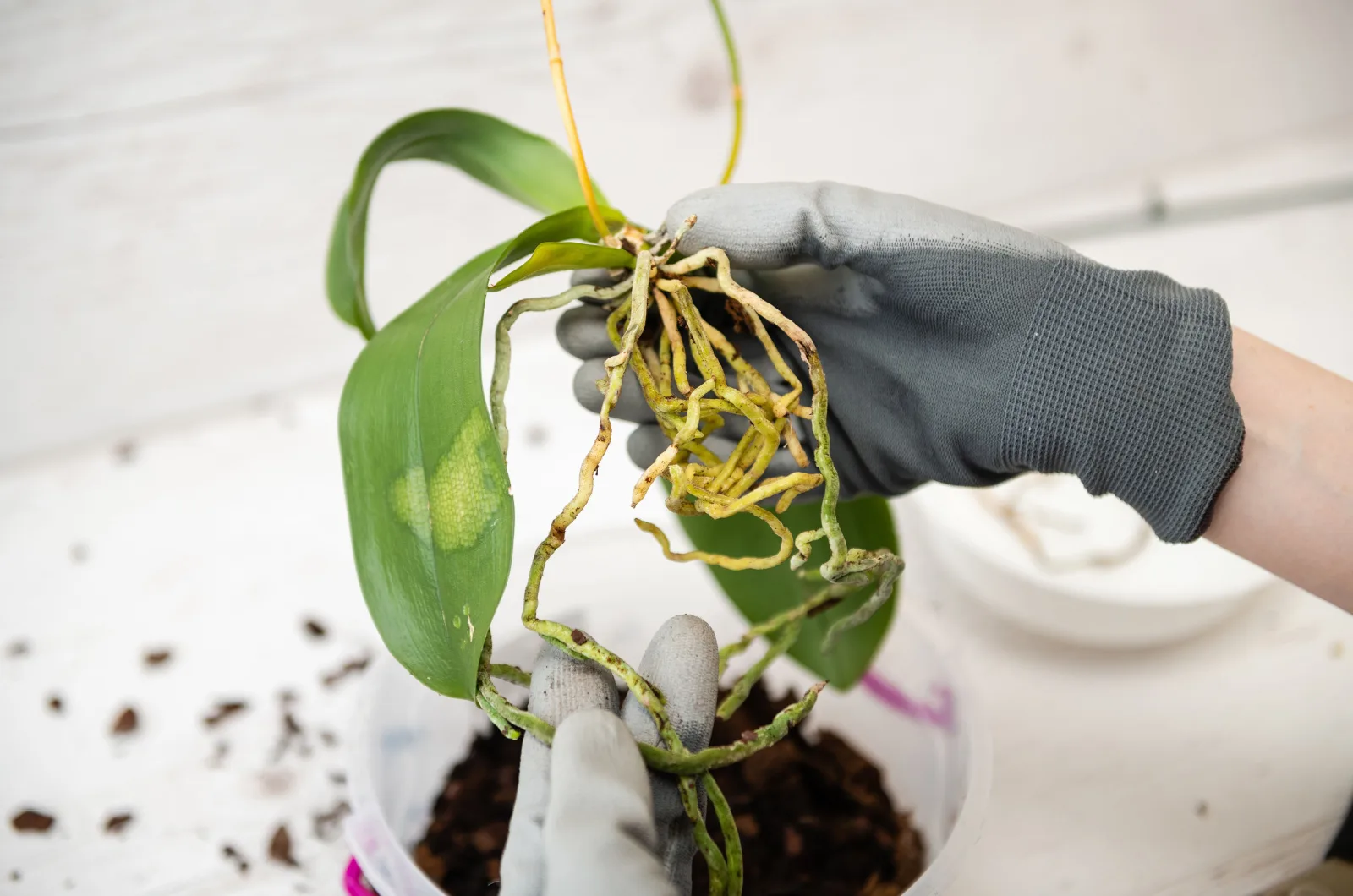 6 Simple Steps For Repotting Orchid Aerial Roots