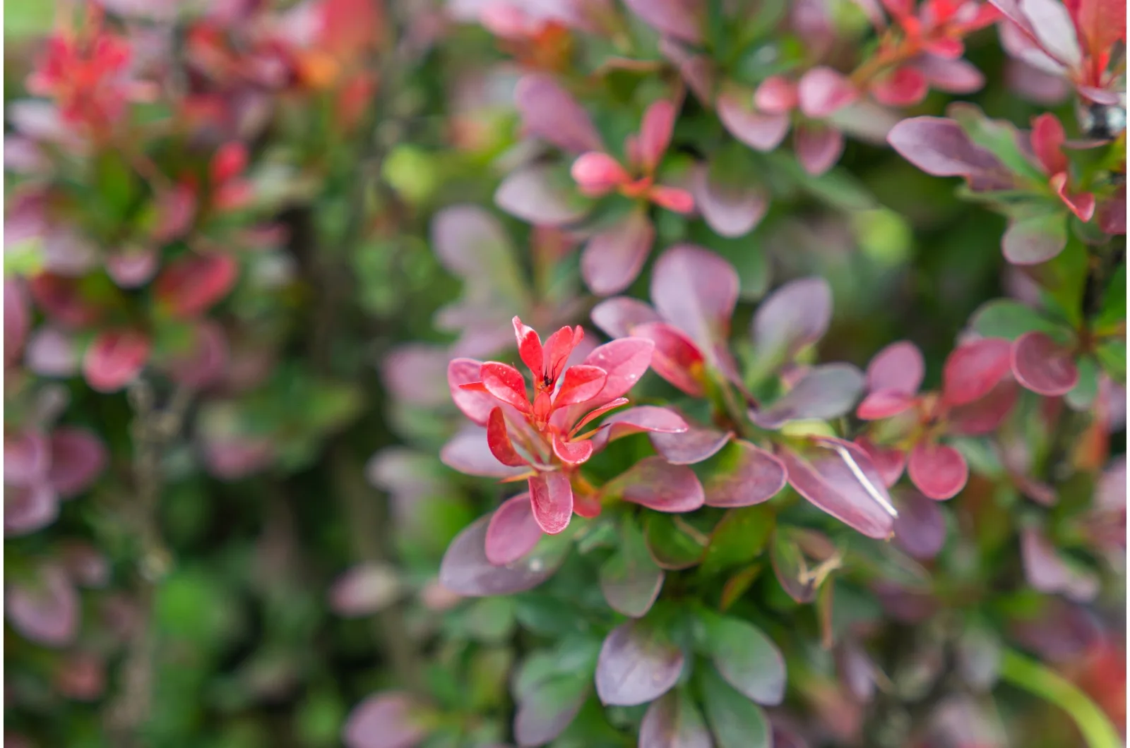 8 Steps Of Removing Invasive Shrubs From Your Garden