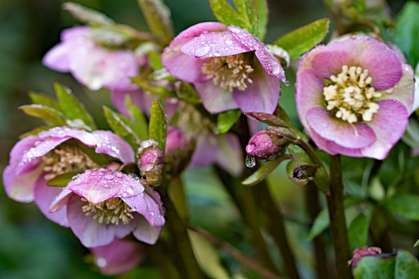 Where To Plant Hellebores For The Best Flower Display