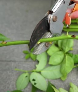 4 Steps For Growing Rose Plants From Cuttings