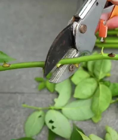 4 Steps For Growing Rose Plants From Cuttings