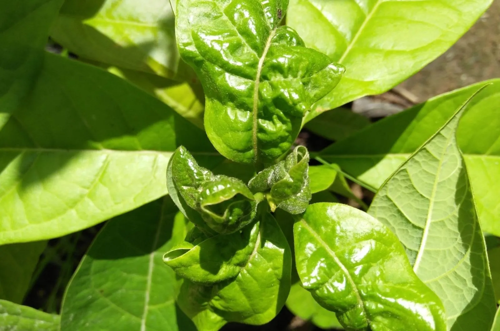 What’s Wrong With My Plant? Fixing 12 Common Houseplant Issues