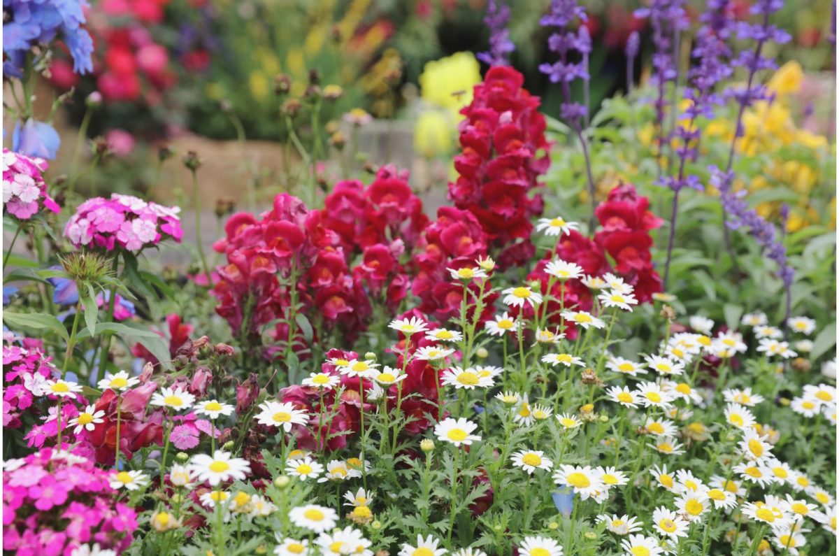25 Best Flowers For Early Spring And A Gorgeous Display