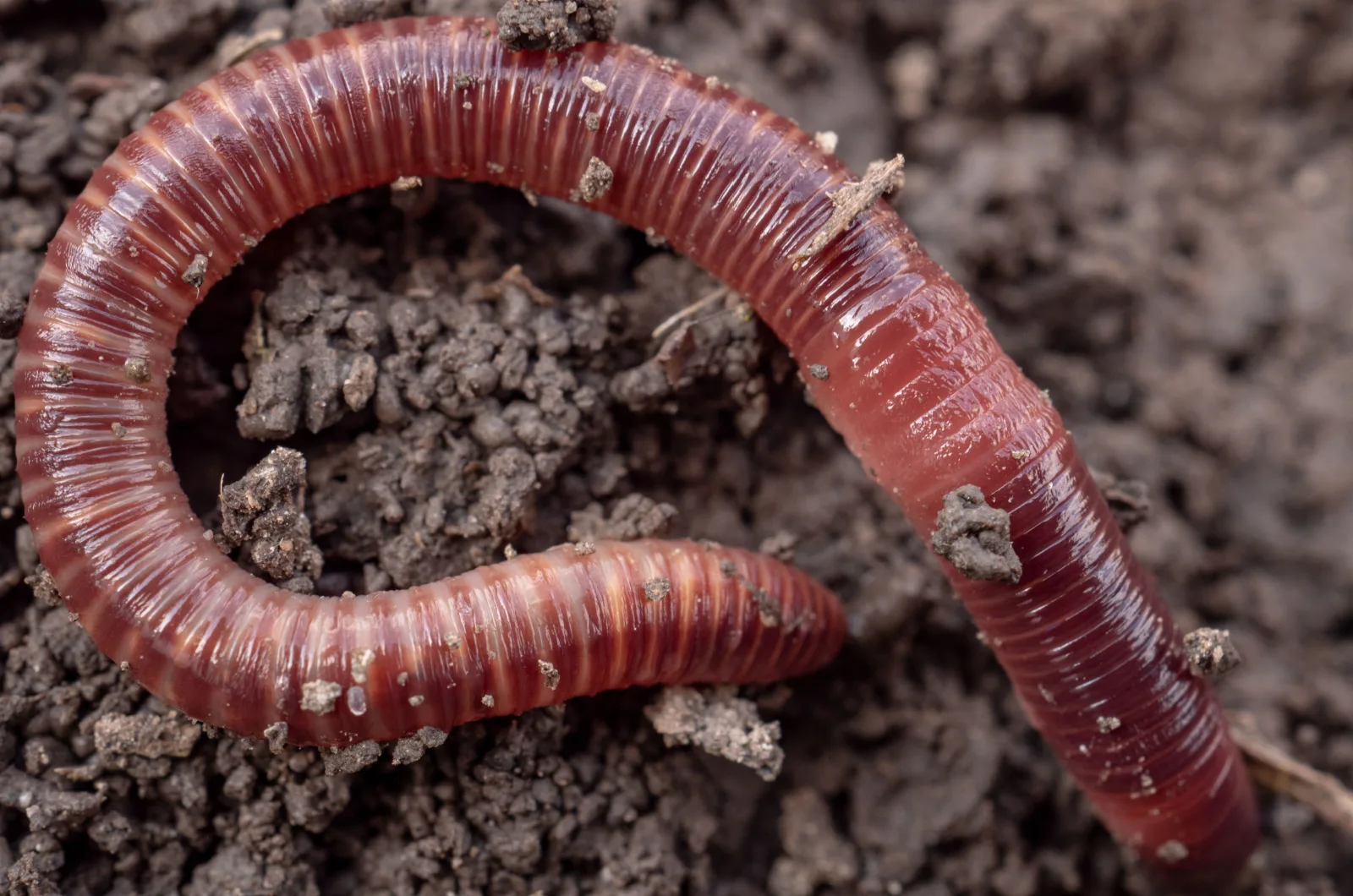Why Are Earthworms So Good For Our Soil?