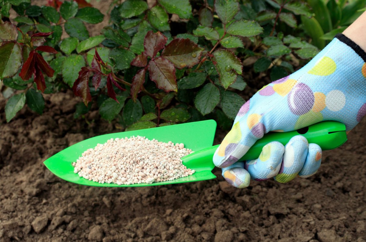 8 Reasons Why Your Rose Leaves Are Turning Yellow And How To Fix It