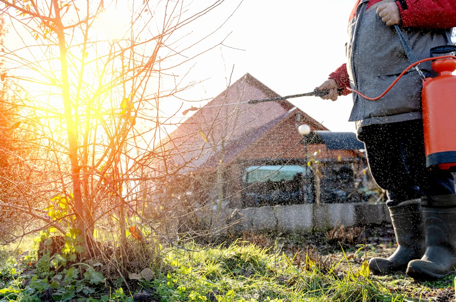 8 Steps Of Removing Invasive Shrubs From Your Garden