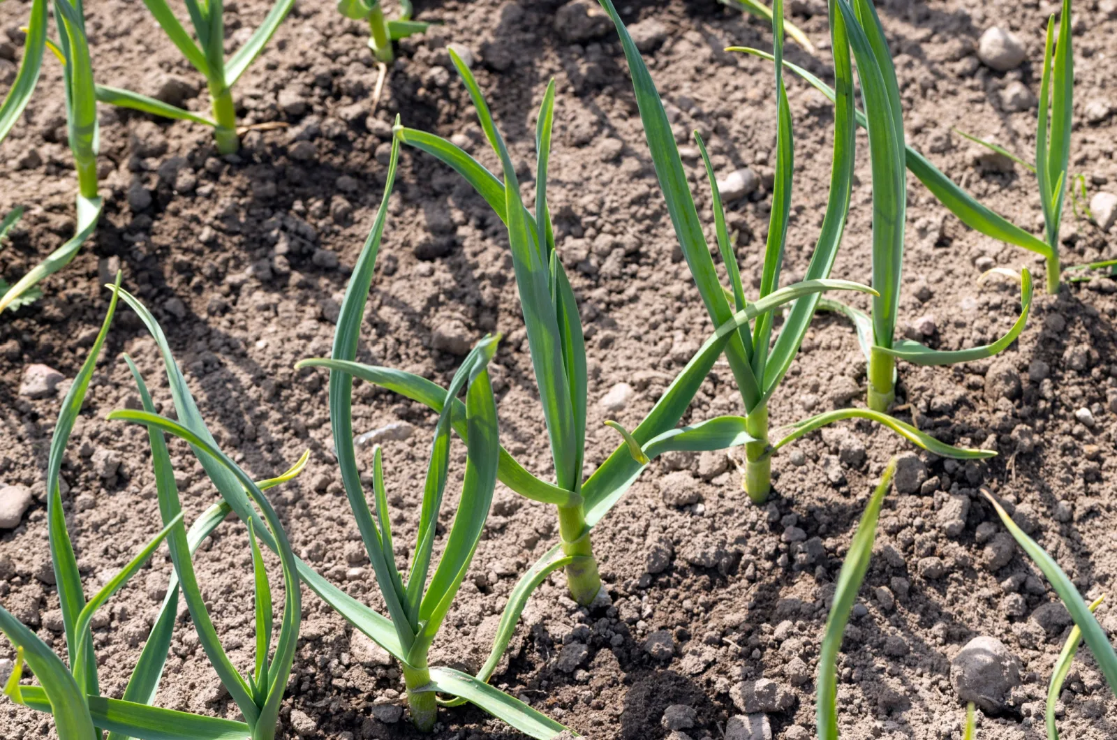 12 Garlic Companion Plants + 6 You Should Avoid Planting With Garlic