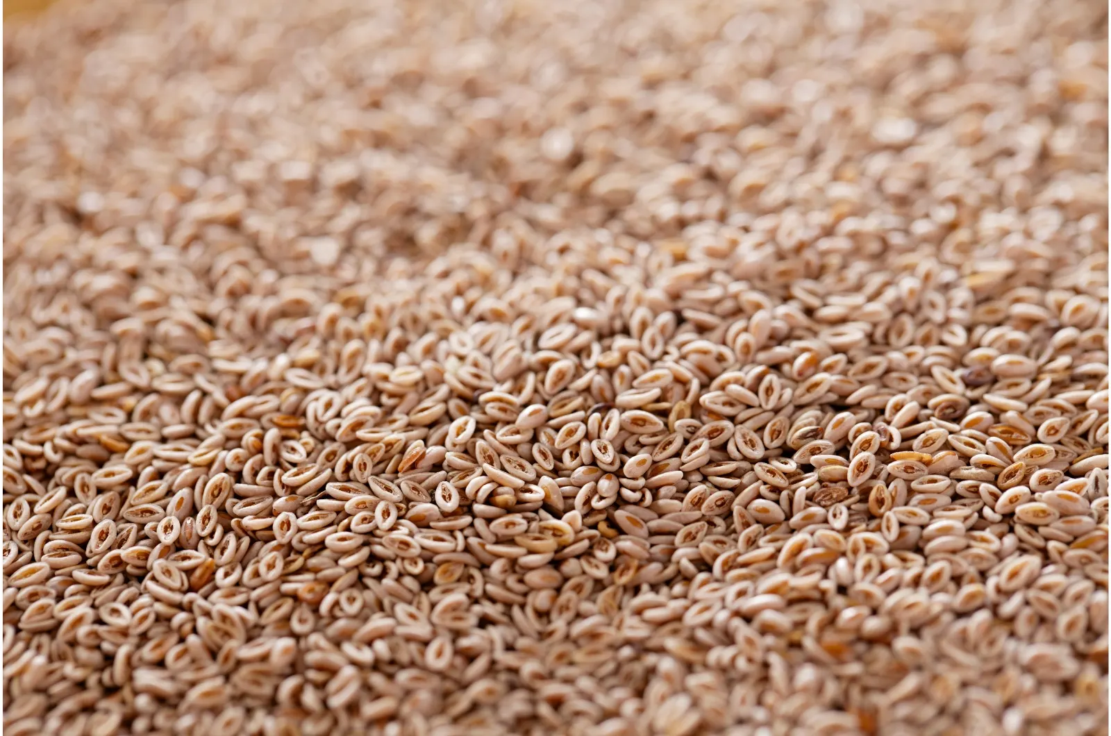 How To Grow Lovage, The Forgotten Herb Every Gardener Should Have