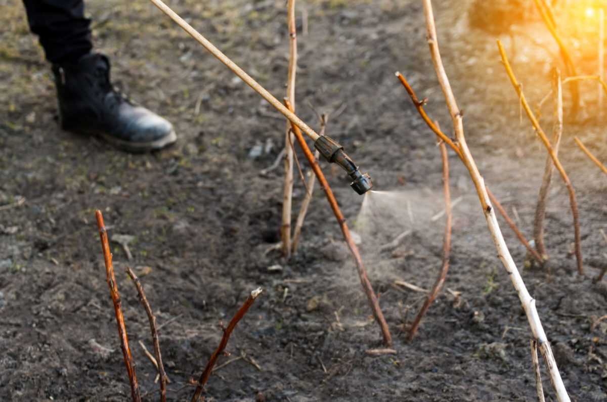 8 Steps Of Removing Invasive Shrubs From Your Garden