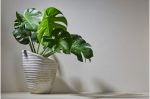 15 Houseplants With Impressively Long Lifespans