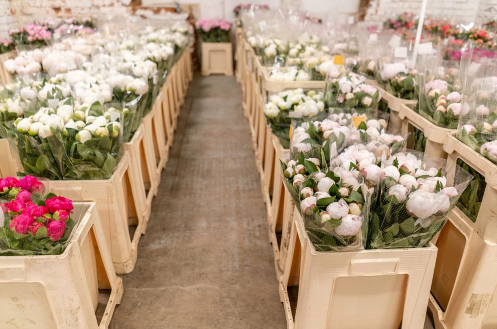 Must Read Before You Plant Peonies