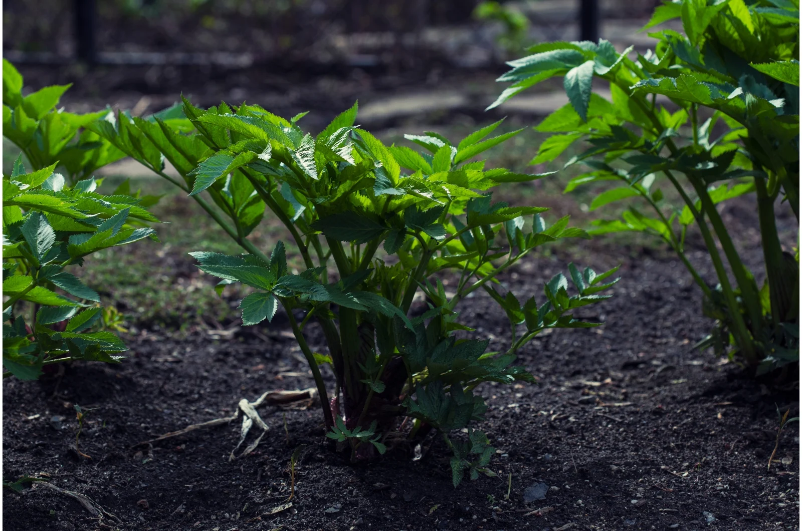 How To Grow Lovage, The Forgotten Herb Every Gardener Should Have