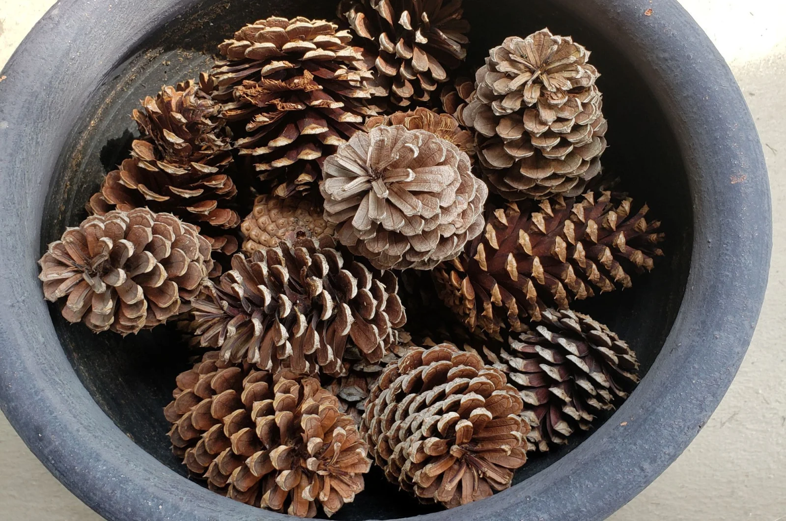 Here’s Why You Should Start Adding Pinecones To The Bottom Of Your Planters