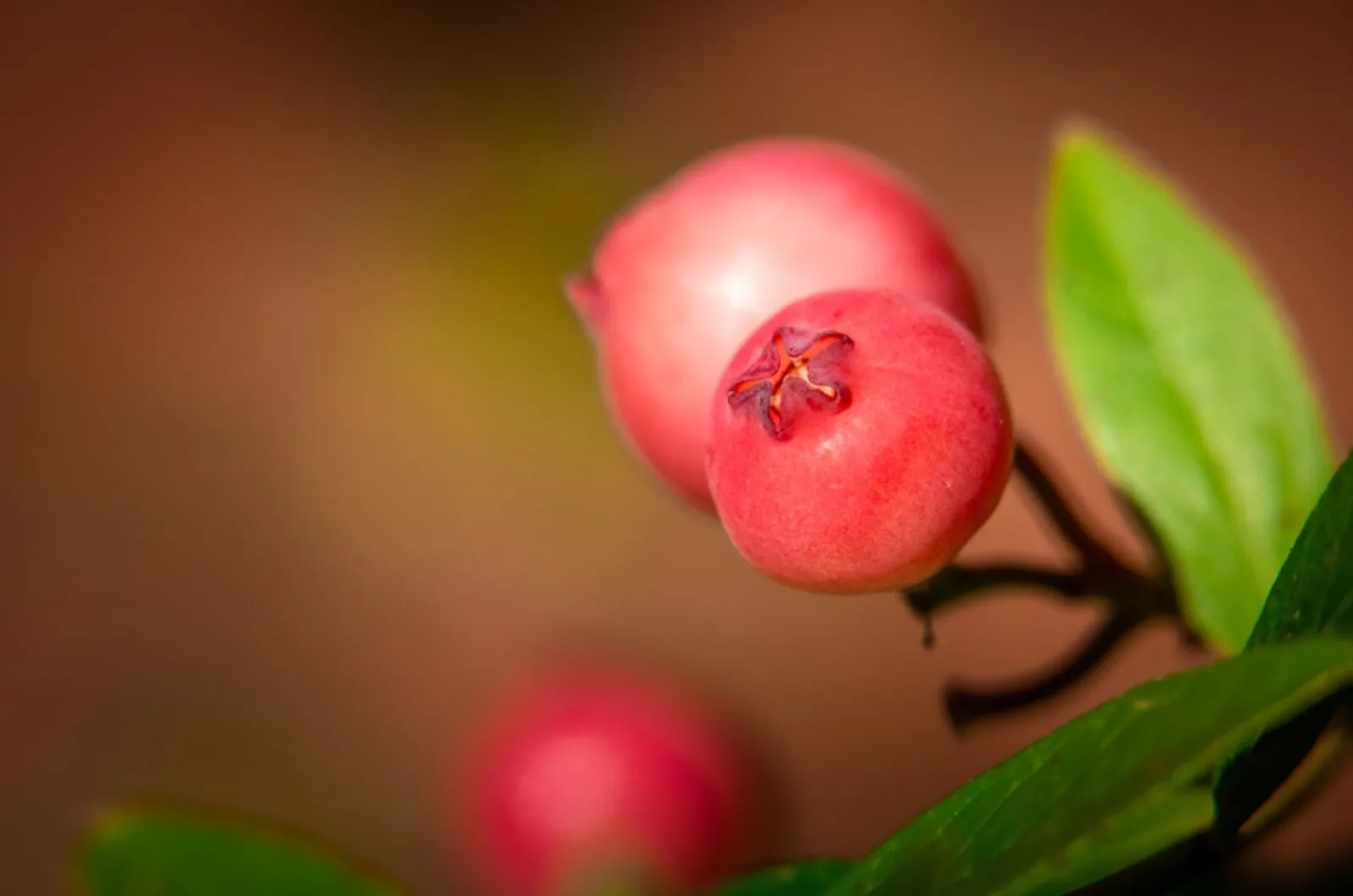 How To Grow Pink Lemonade Blueberry
