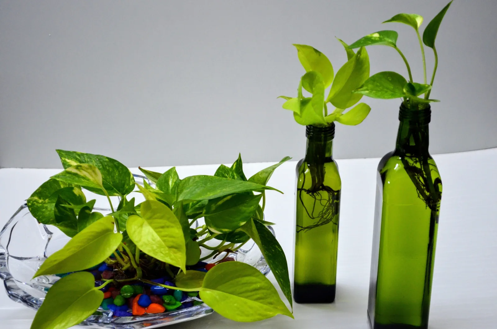 8 Must-Have Plants For A Hydroponic Garden