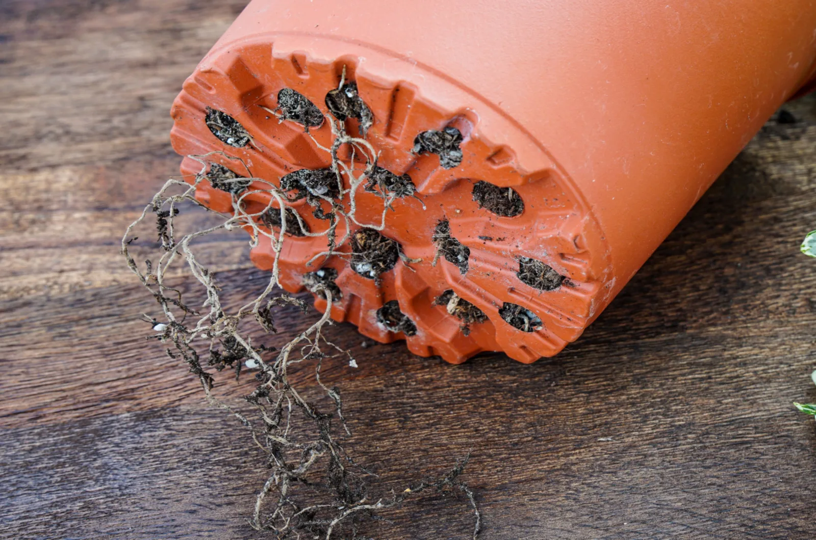 Grow Your Own Tea Leaves At Home With Camellia Sinensis