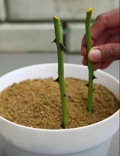 4 Steps For Growing Rose Plants From Cuttings