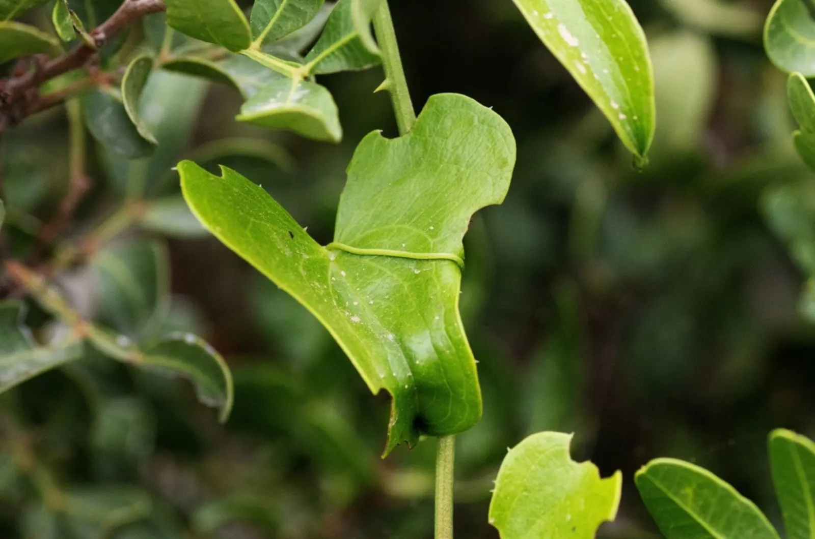 What’s Wrong With My Plant? Fixing 12 Common Houseplant Issues