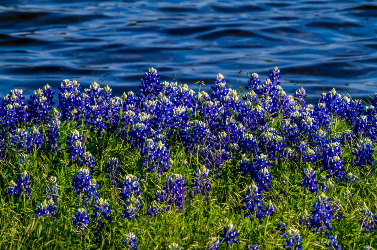 How To Plant And Grow Texas Bluebonnet Flower