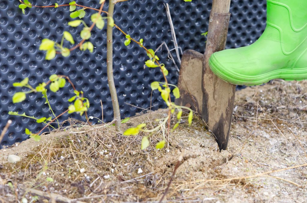 8 Steps Of Removing Invasive Shrubs From Your Garden