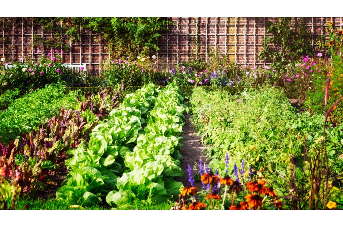 A Detailed Guide To Sun Exposure For Gardeners