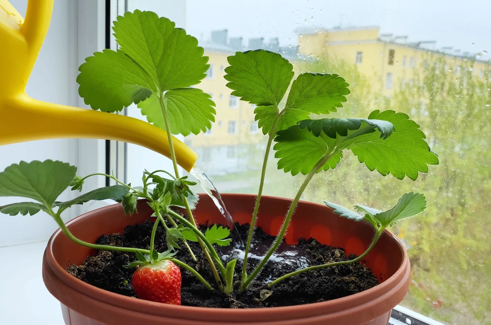 How To Grow Strawberries Indoors For Delicious Fruit Year-Round