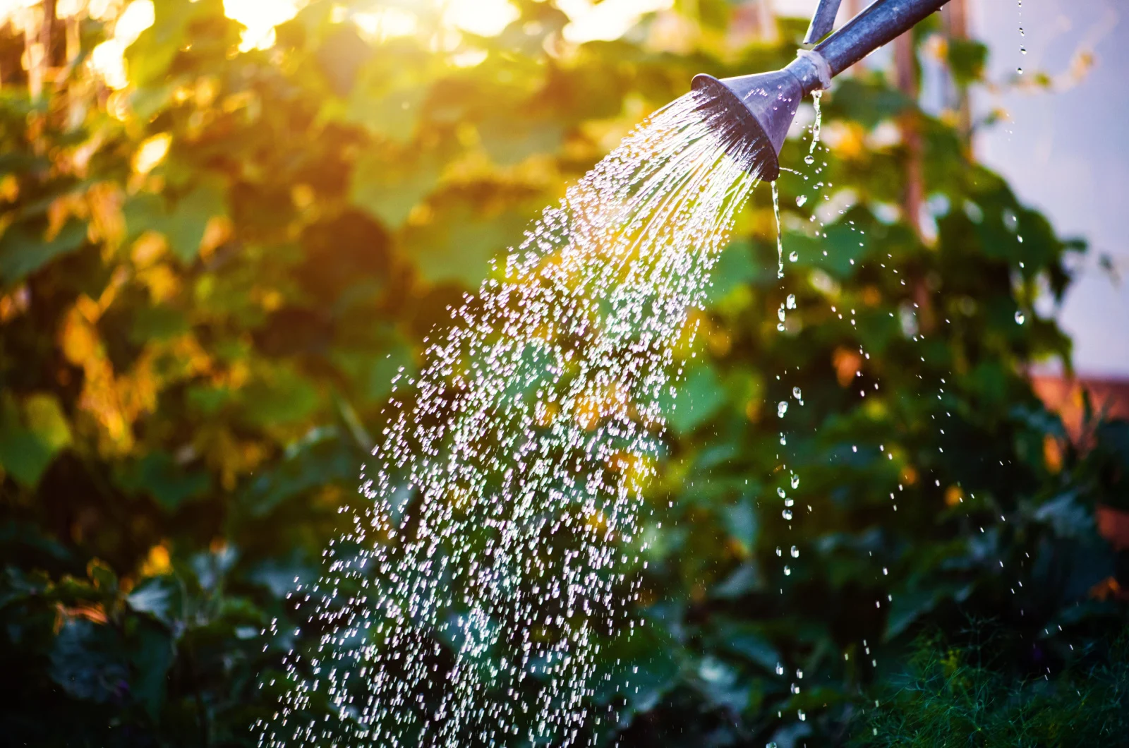 Grow Your Own Tea Leaves At Home With Camellia Sinensis