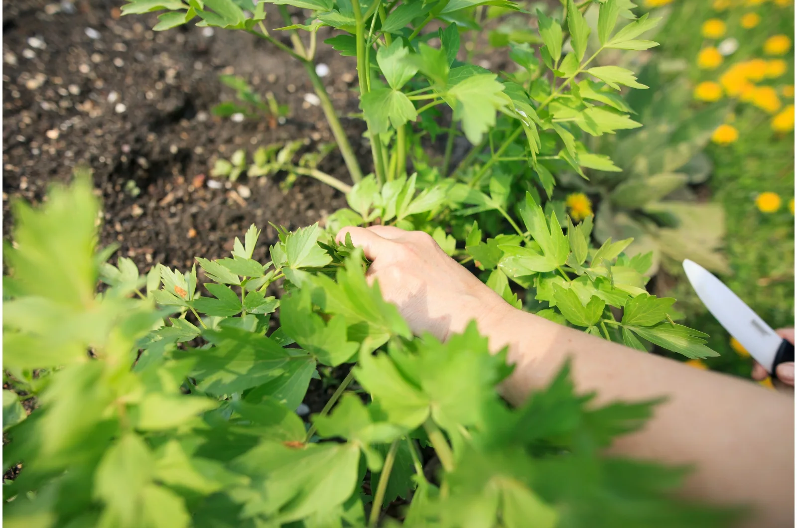 How To Grow Lovage, The Forgotten Herb Every Gardener Should Have