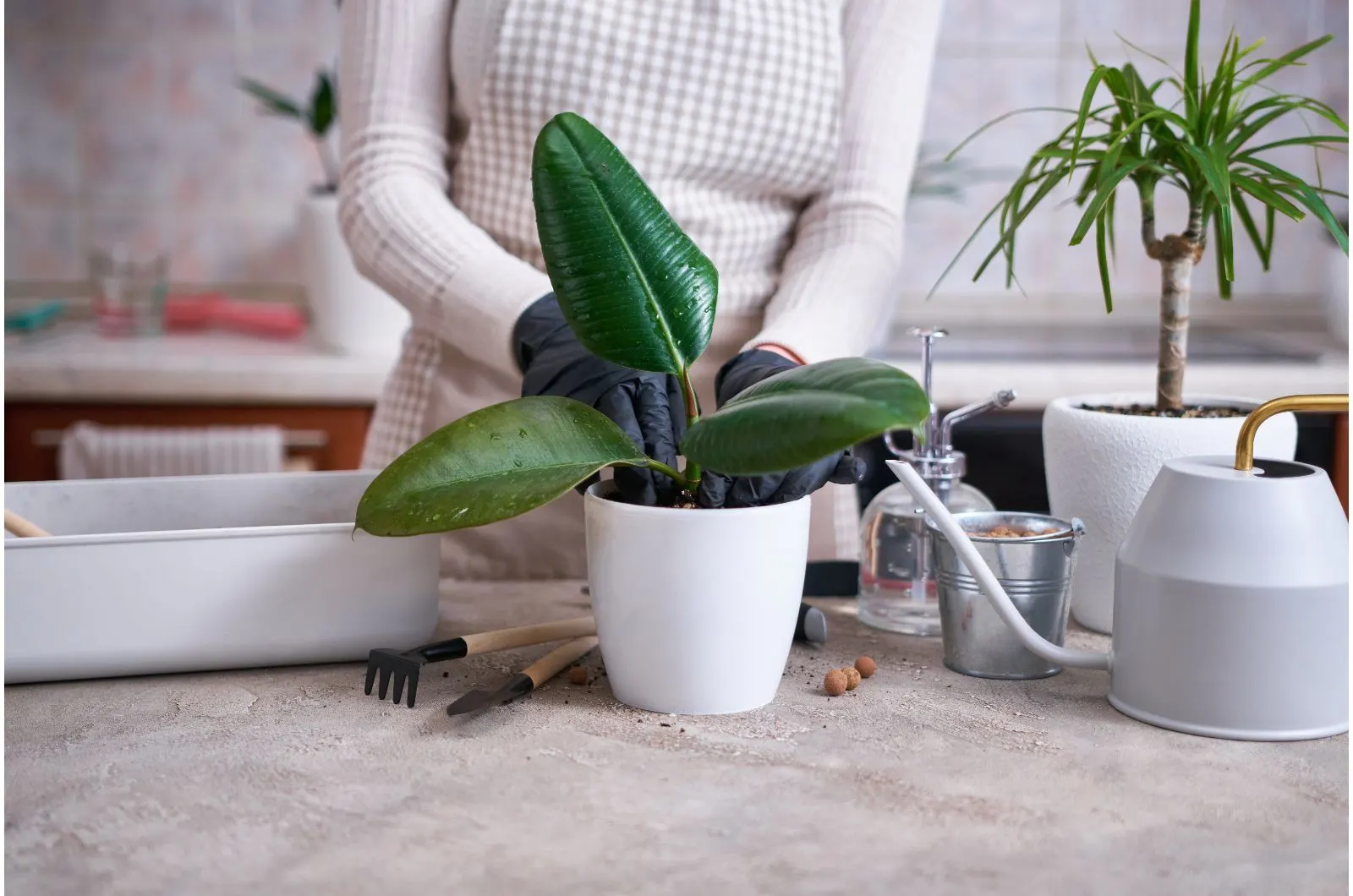 15 Houseplants With Impressively Long Lifespans