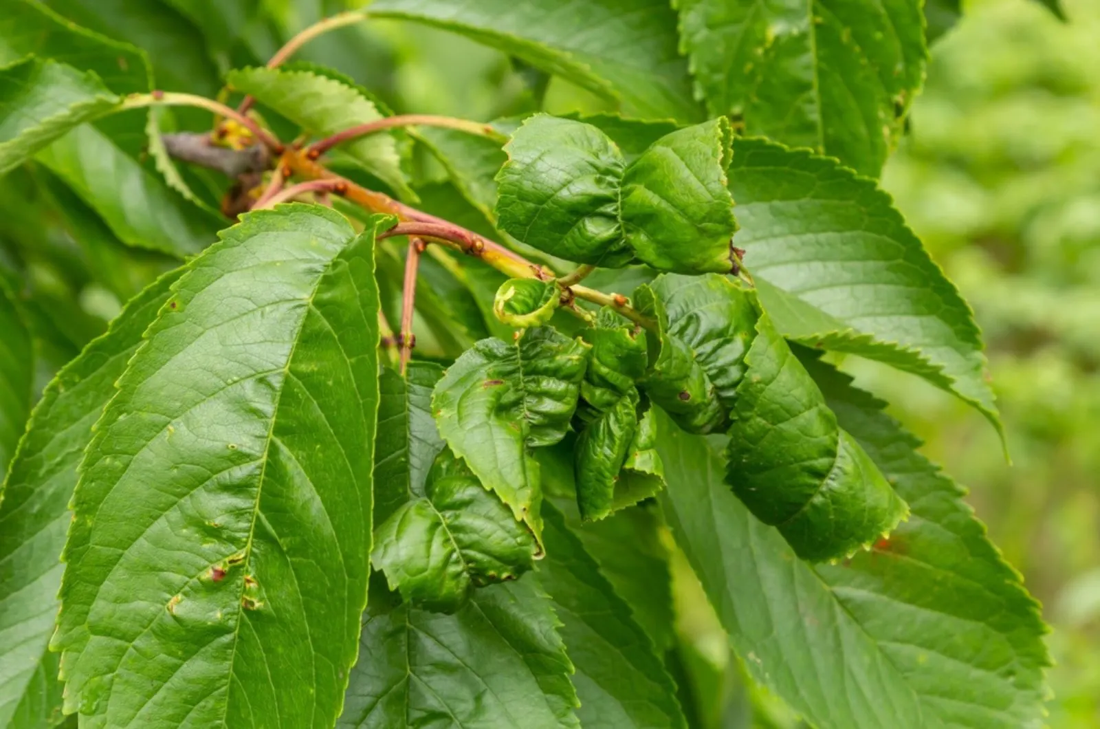 What’s Wrong With My Plant? Fixing 12 Common Houseplant Issues