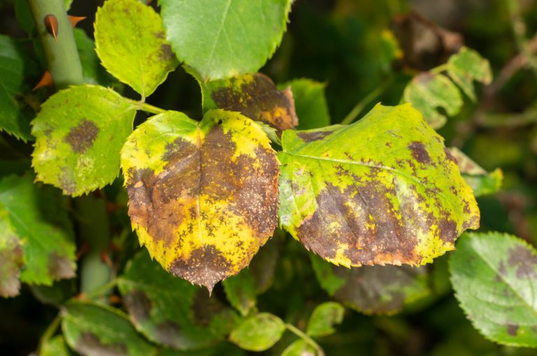8 Reasons Why Your Rose Leaves Are Turning Yellow And How To Fix It
