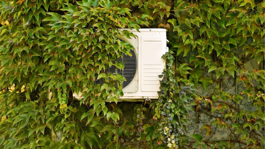 15 Gorgeous Plants To Hide Any Unsightly Objects Or Areas In The Garden