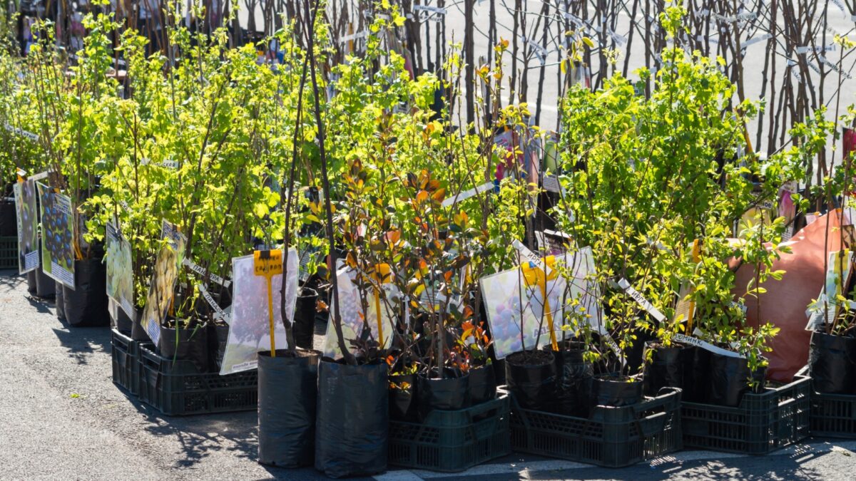 2 Helpful Tips You Need To Ensure You’re Buying A Healthy Tree