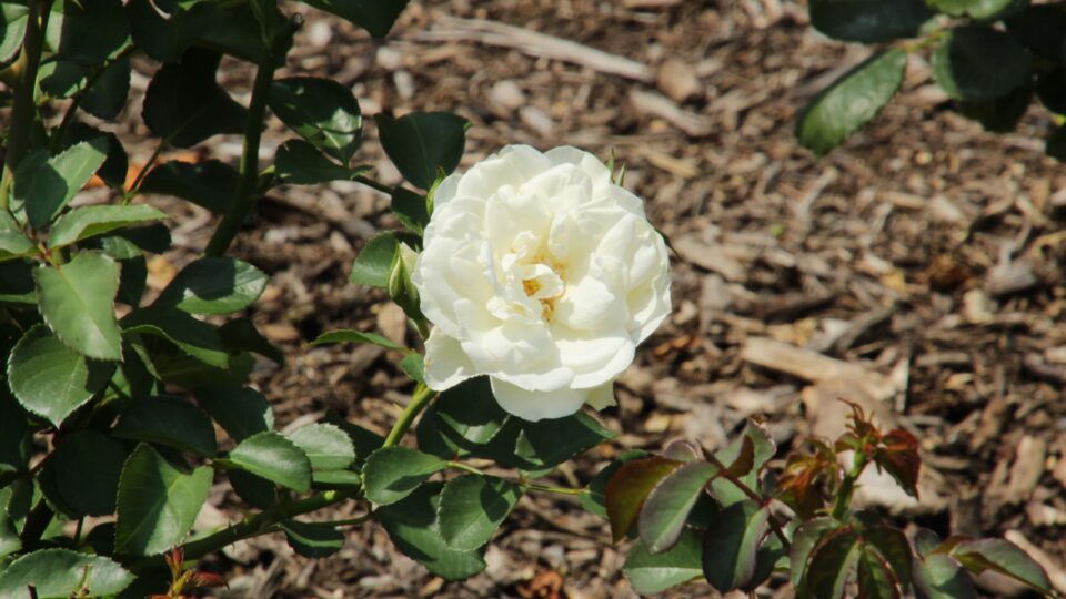 2 Ways To Eliminate Weeds Around Your Roses Once And Forever