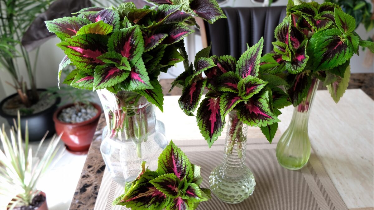 3 Easy Ways To Propagate Coleus