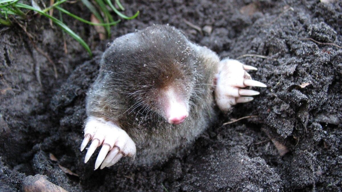 8 Things That Attract Moles To Your Yard