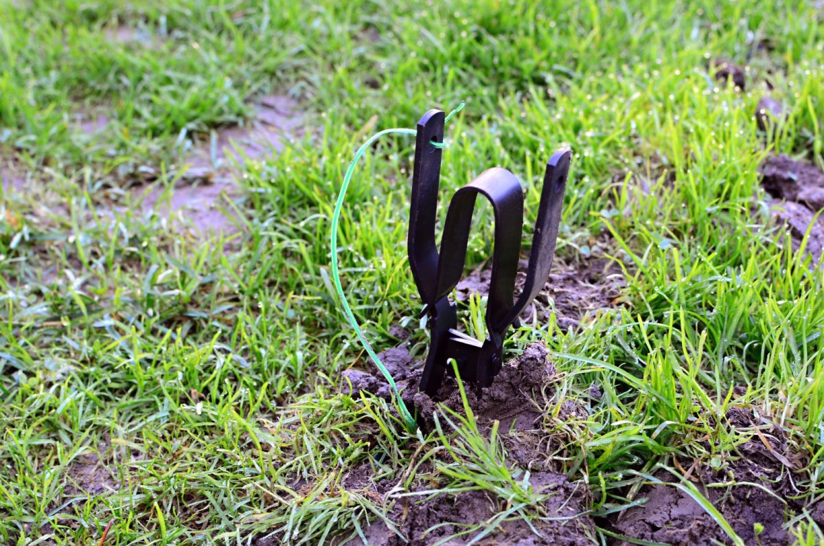 8 Natural Ways To Get Rid Of Voles From Your Lawn And Garden