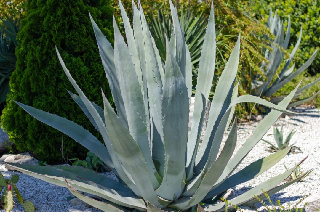 How To Grow And Care For An Agave Plant Indoors And Outdoors