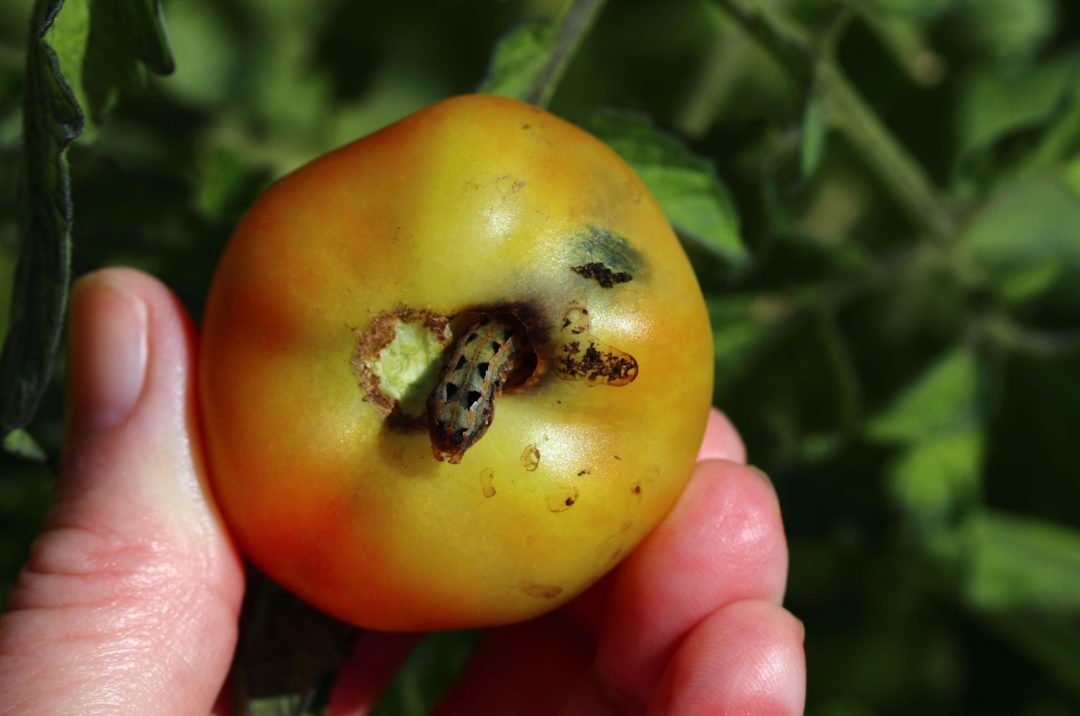 7 Tomato Plant Pests That Can Completely Destroy Your Tomatoes