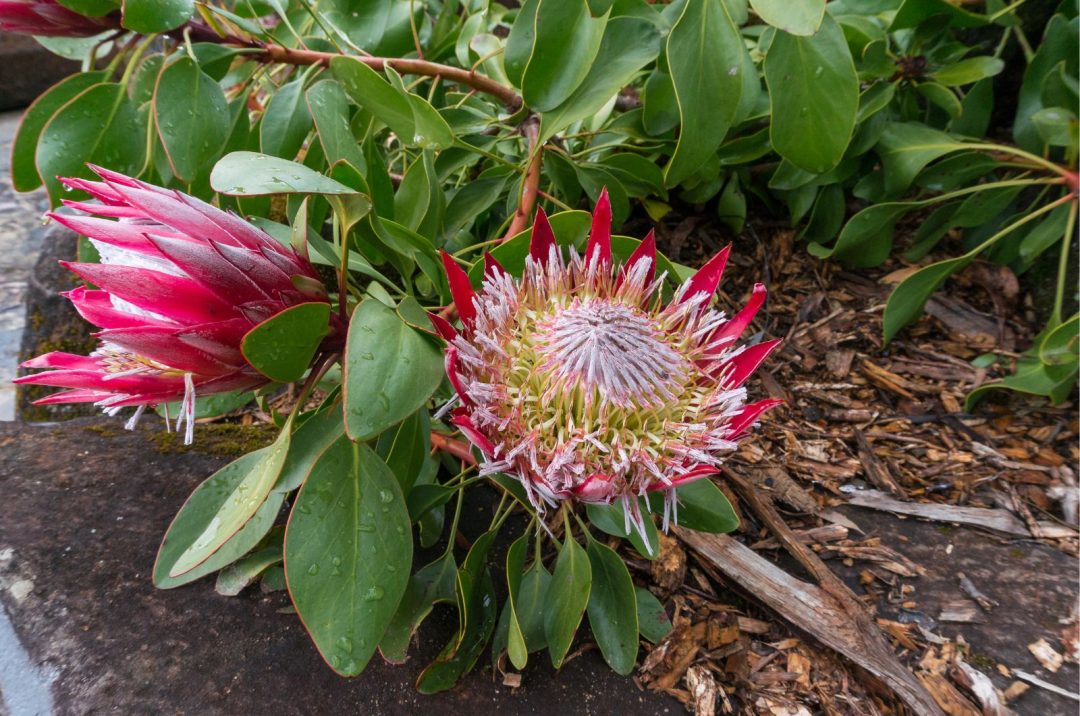 How To Plant, Grow, And Care For Stunning Protea Plants