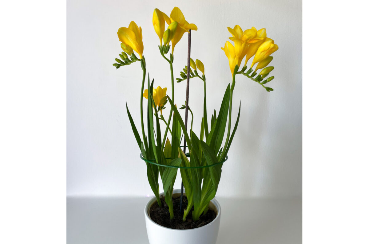 How To Grow Freesia Flowers