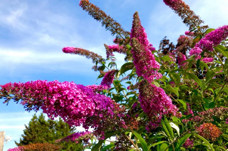 8 Flowering Shrubs To Prune In February