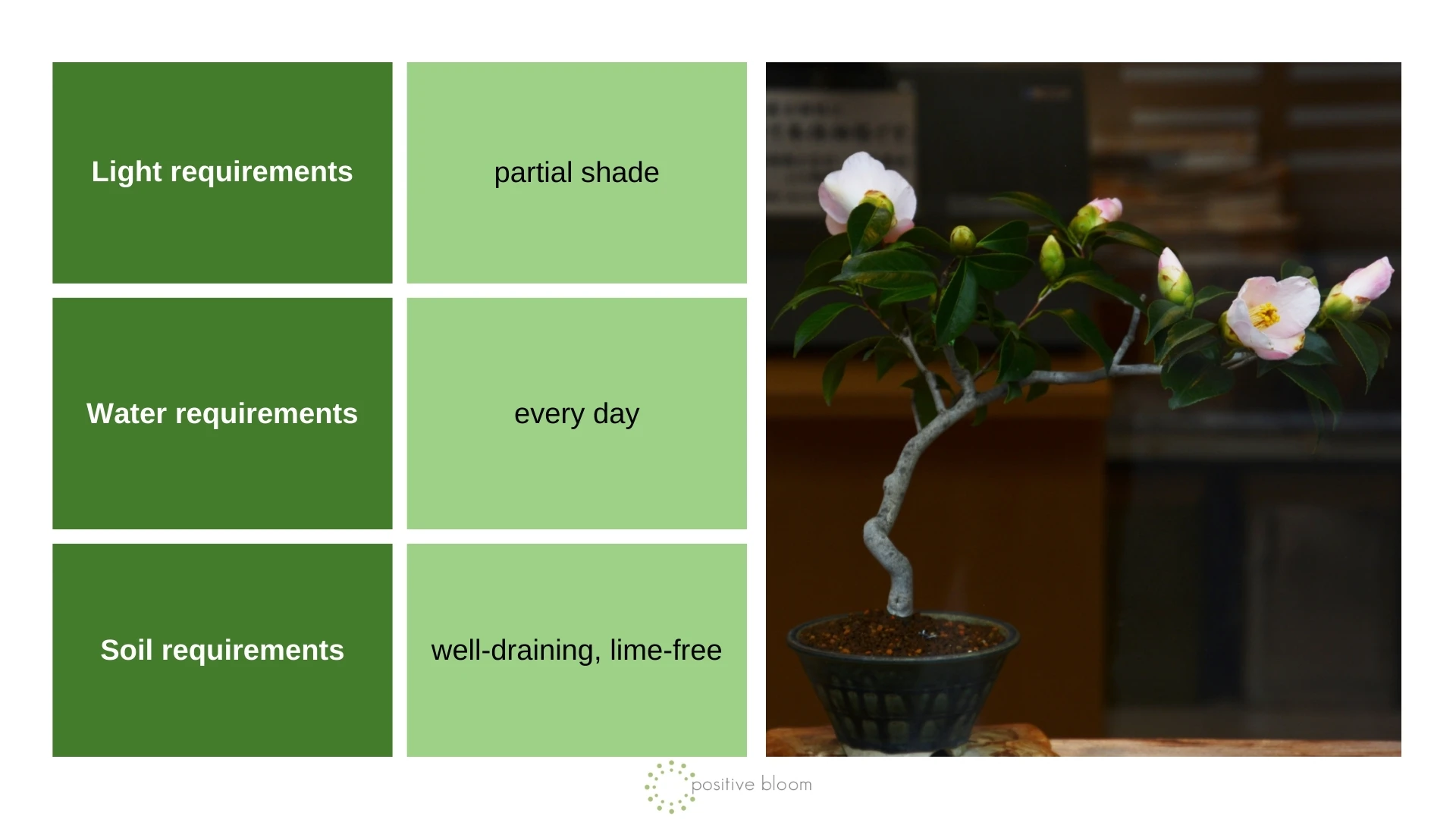 Top 10 Flowering Bonsai Trees For Your Home
